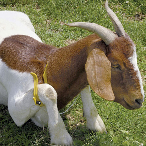GAMBREL sheep restrainer yellow large 26cm x 16½cm – Remedy Animal ...