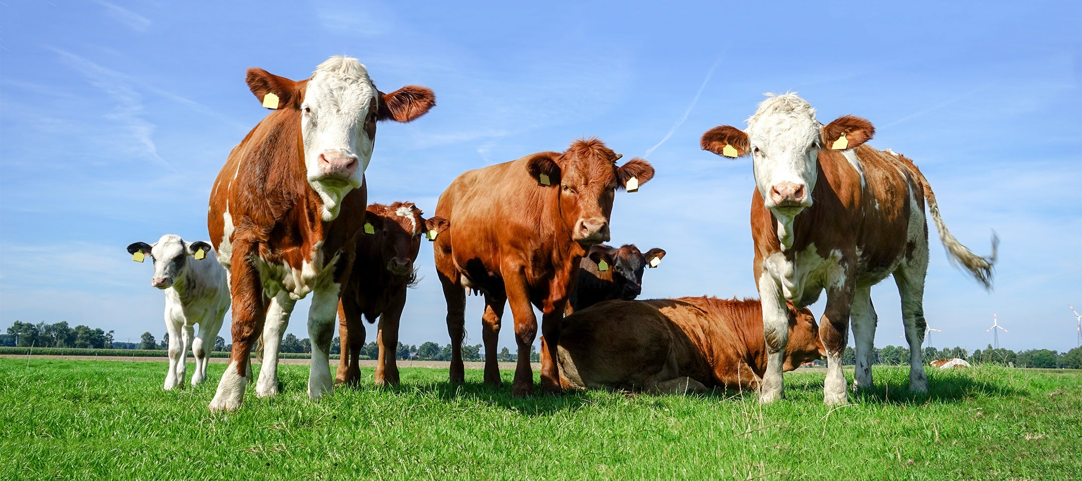 Remedy Animal Health Products Ltd. – Remedy Animal Health Store
